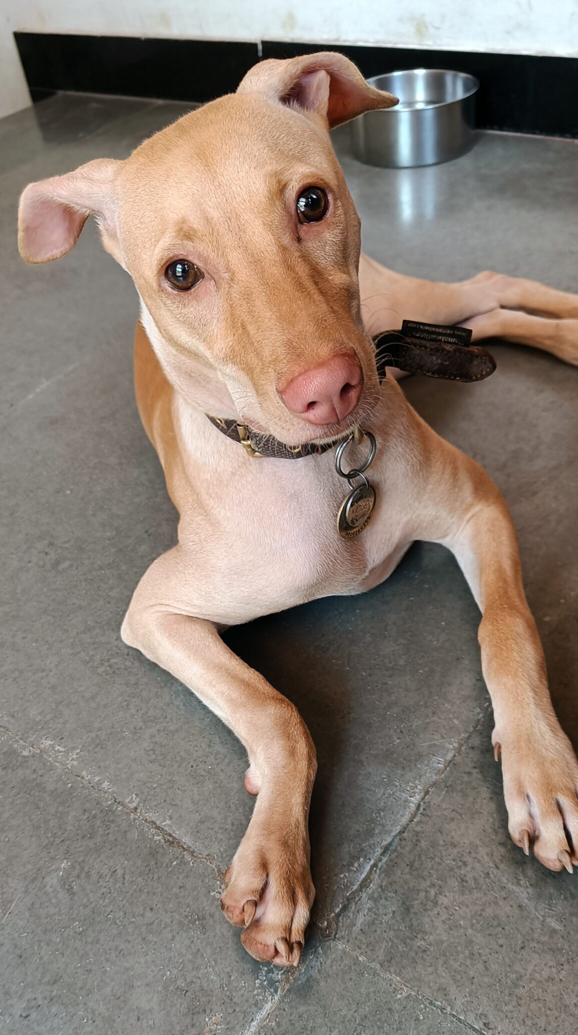 Bruno Our Dog | Connect